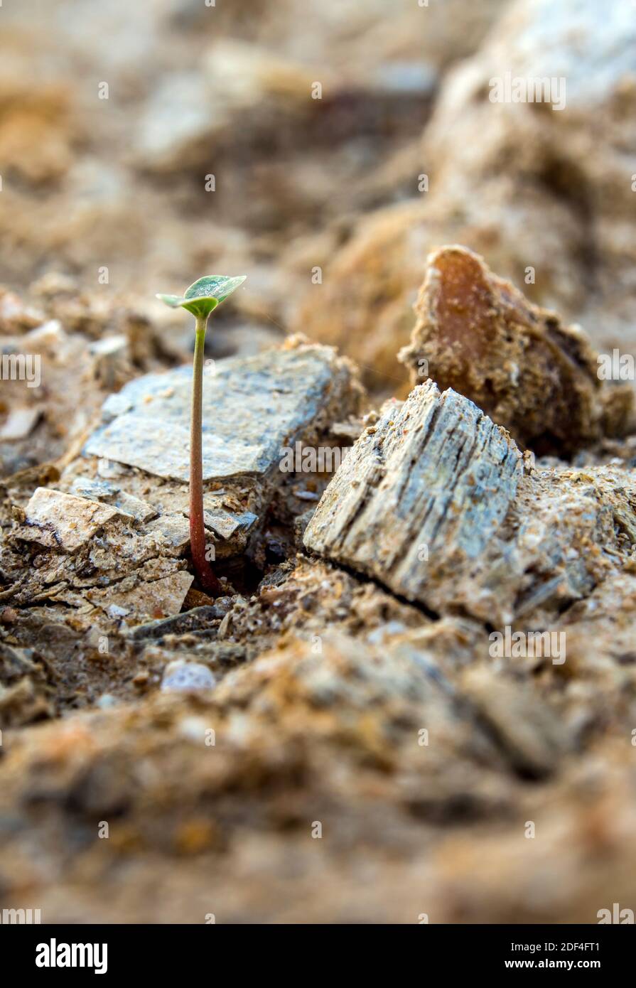 Young seeding sprout up rocky mountain soil Stock Photo - Alamy