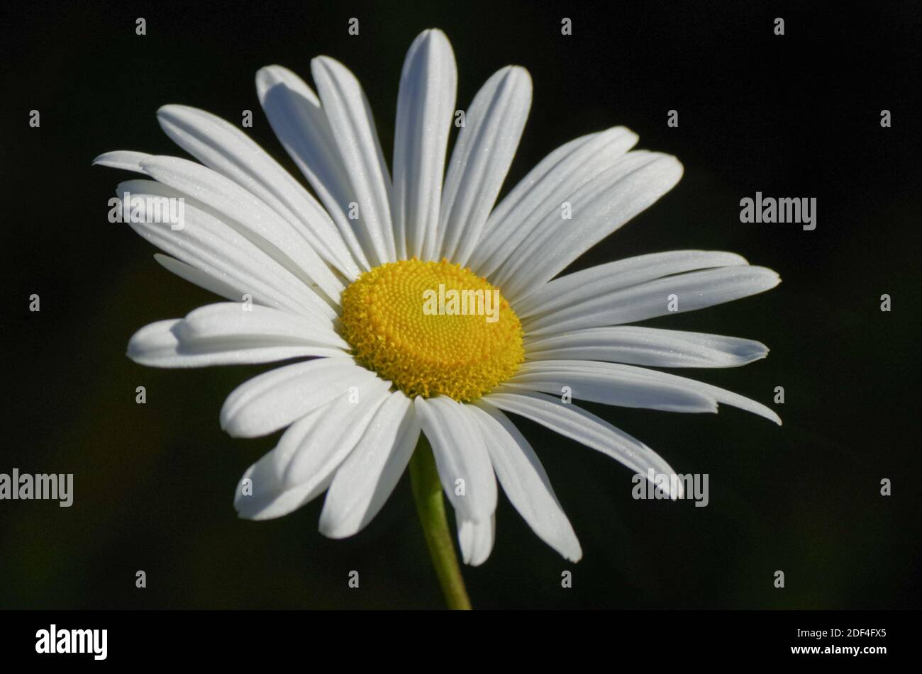 Open Daisy in Soft Light, Eastern MA Stock Photo - Alamy