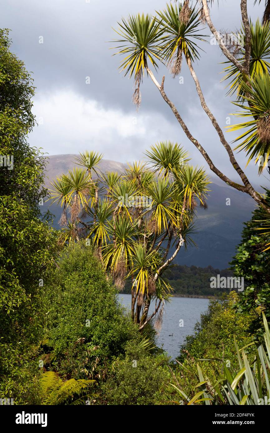 Cabbage trees in forest, Lake Rotoaire and Mount Tingariro in distance ...