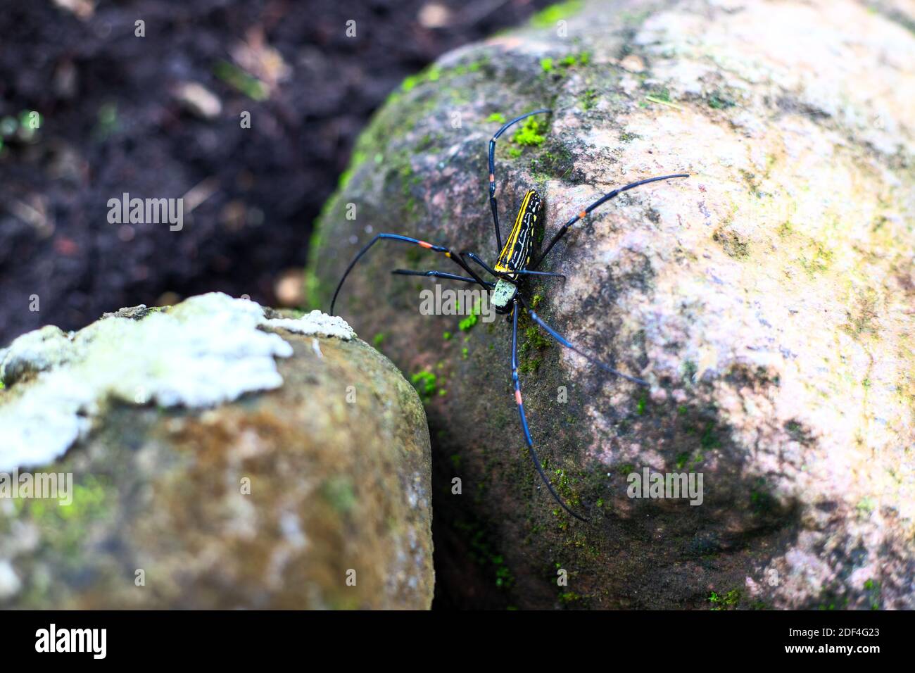 Blue spider philippines hi-res stock photography and images - Alamy