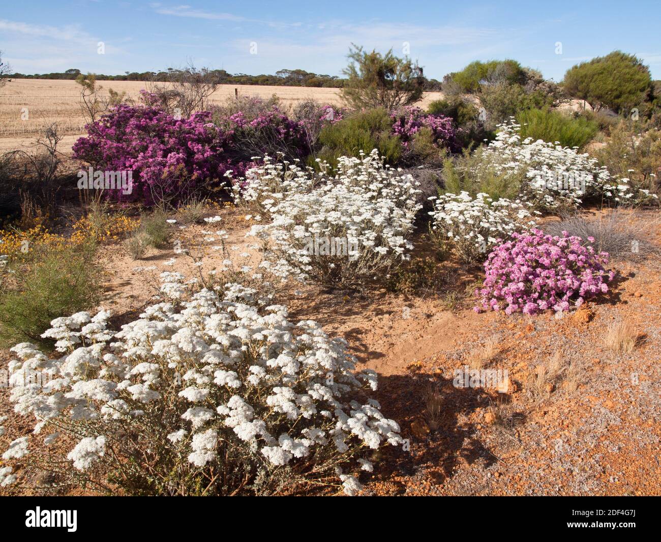 Western australia wildflowers hi-res stock photography and images - Alamy