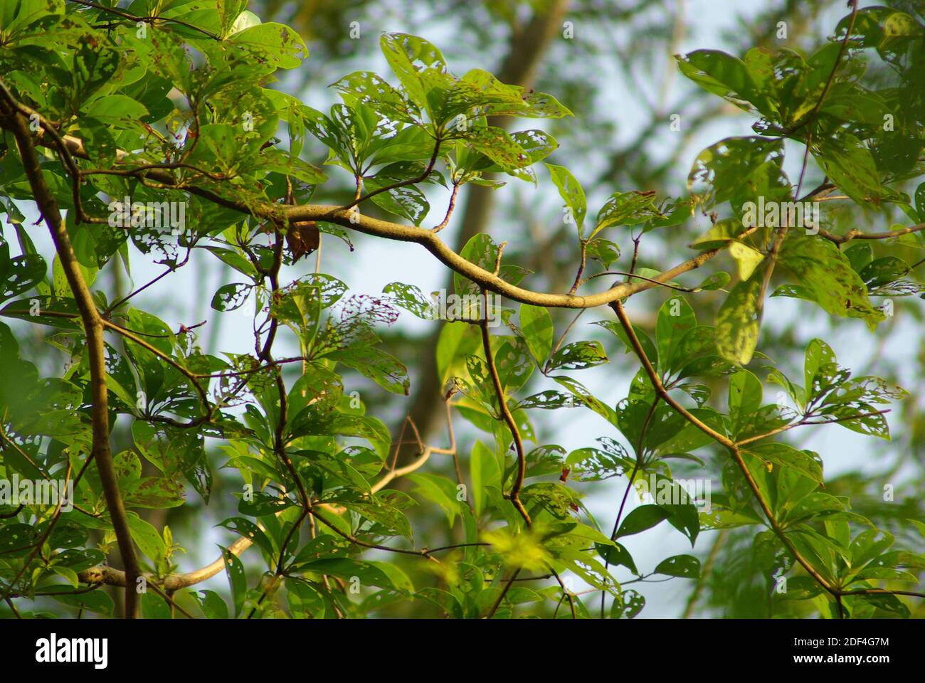 Spongy growth hi-res stock photography and images - Alamy