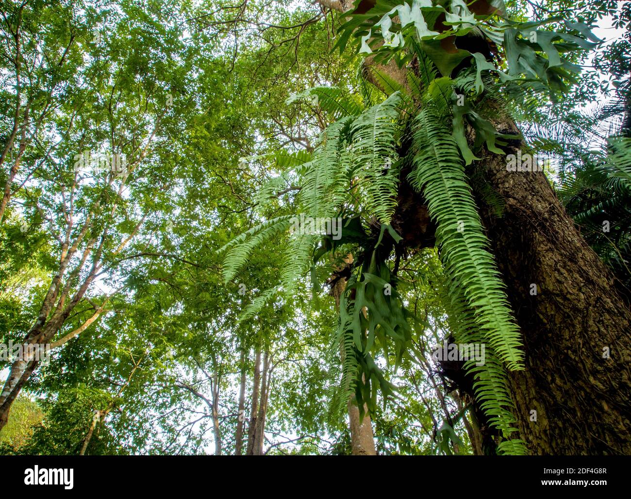 Top part tree leaves hi-res stock photography and images - Alamy