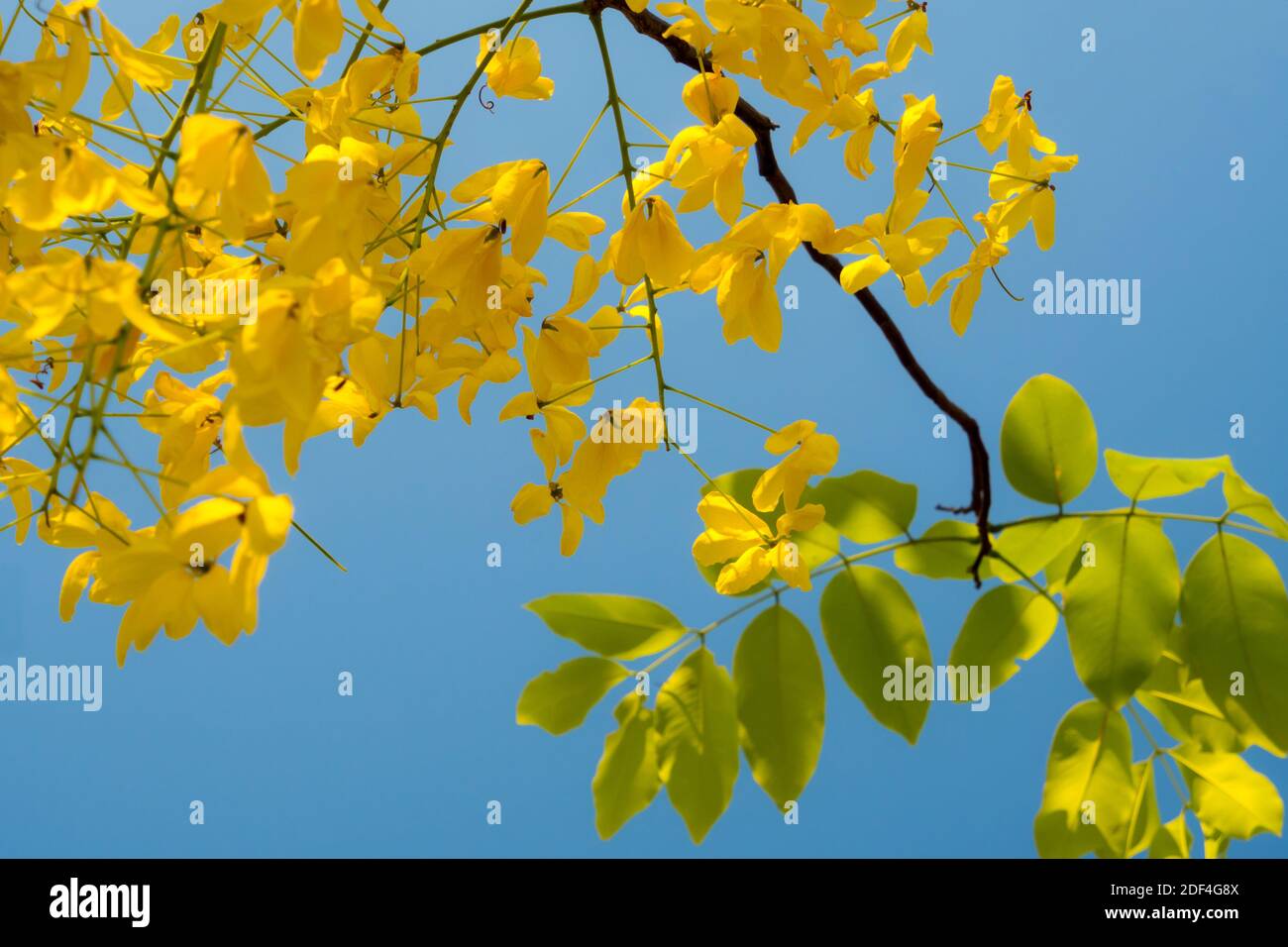 Golden shower National flower of Thailand, Yellow flowers summer in Thailand, Cassia fistula ...