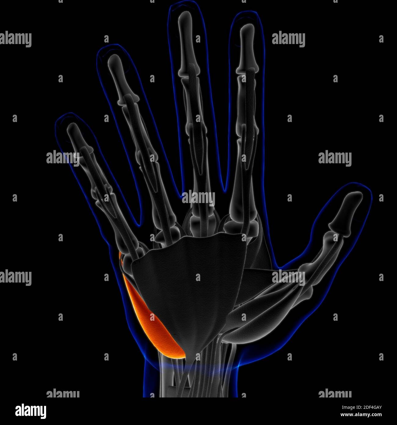 Extensor carpi radialis brevis hi-res stock photography and images - Alamy