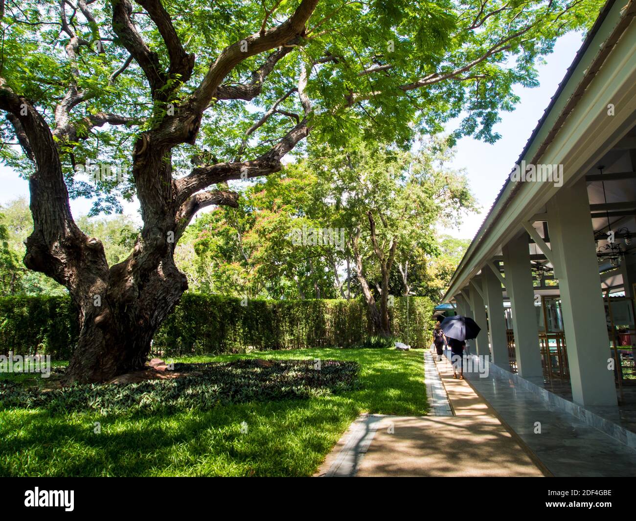 The shade of the big tree for those who walkthrough Stock Photo - Alamy