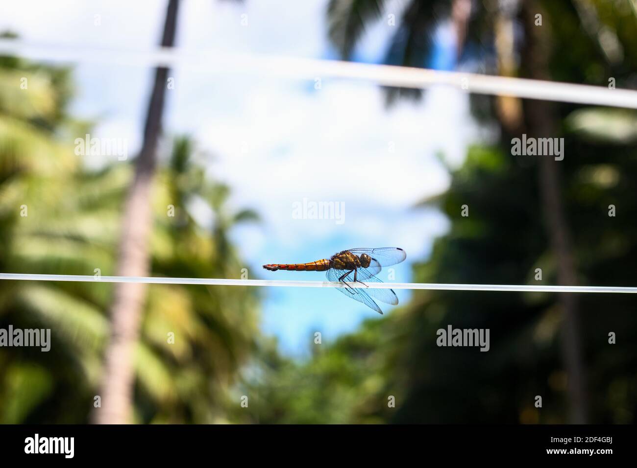 Dragonfly on thread, sunny tropical landscape. Tropical insect on green ...