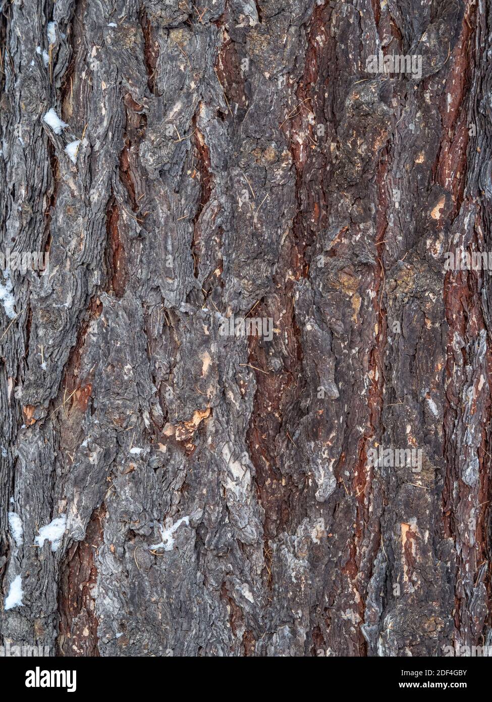 The bark of an old tree. Larch bark. Detailed bark texture Stock Photo ...