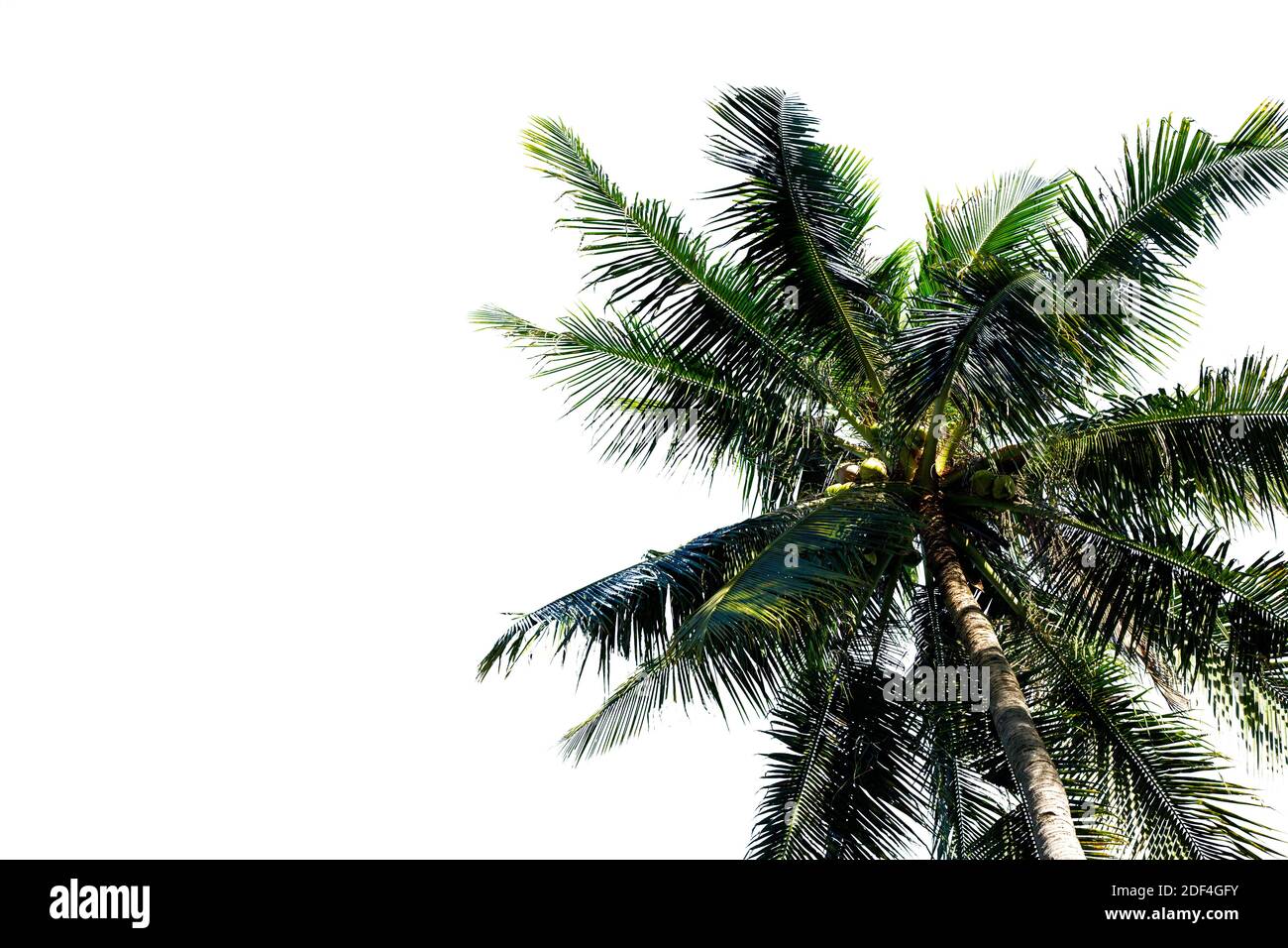 Fluffy palm tree with fluffy leaf isolated on white background. Green ...