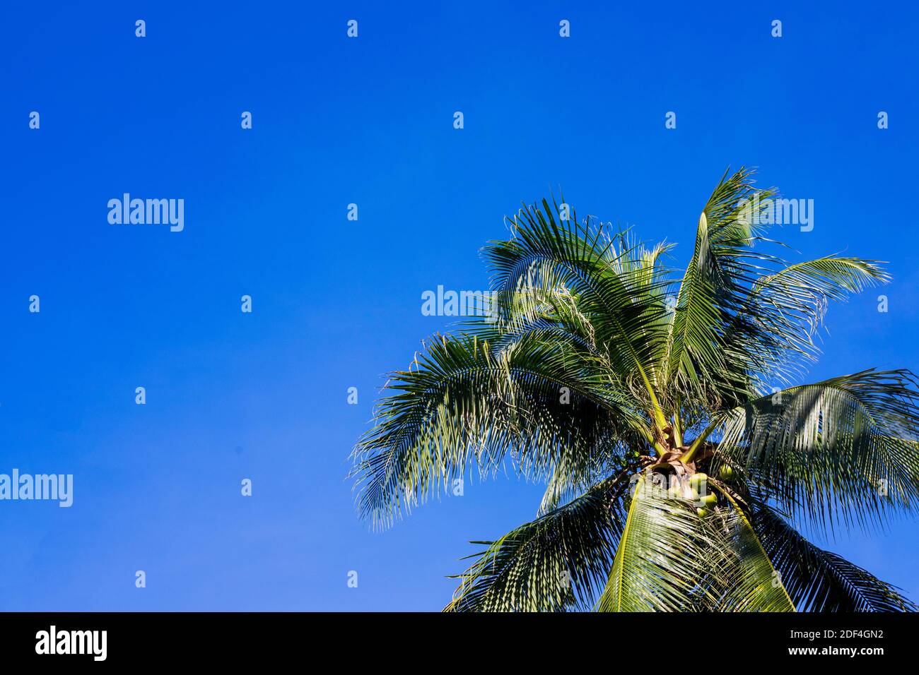 Fluffy palm tree on blue sky background. Idyllic paradise landscape ...