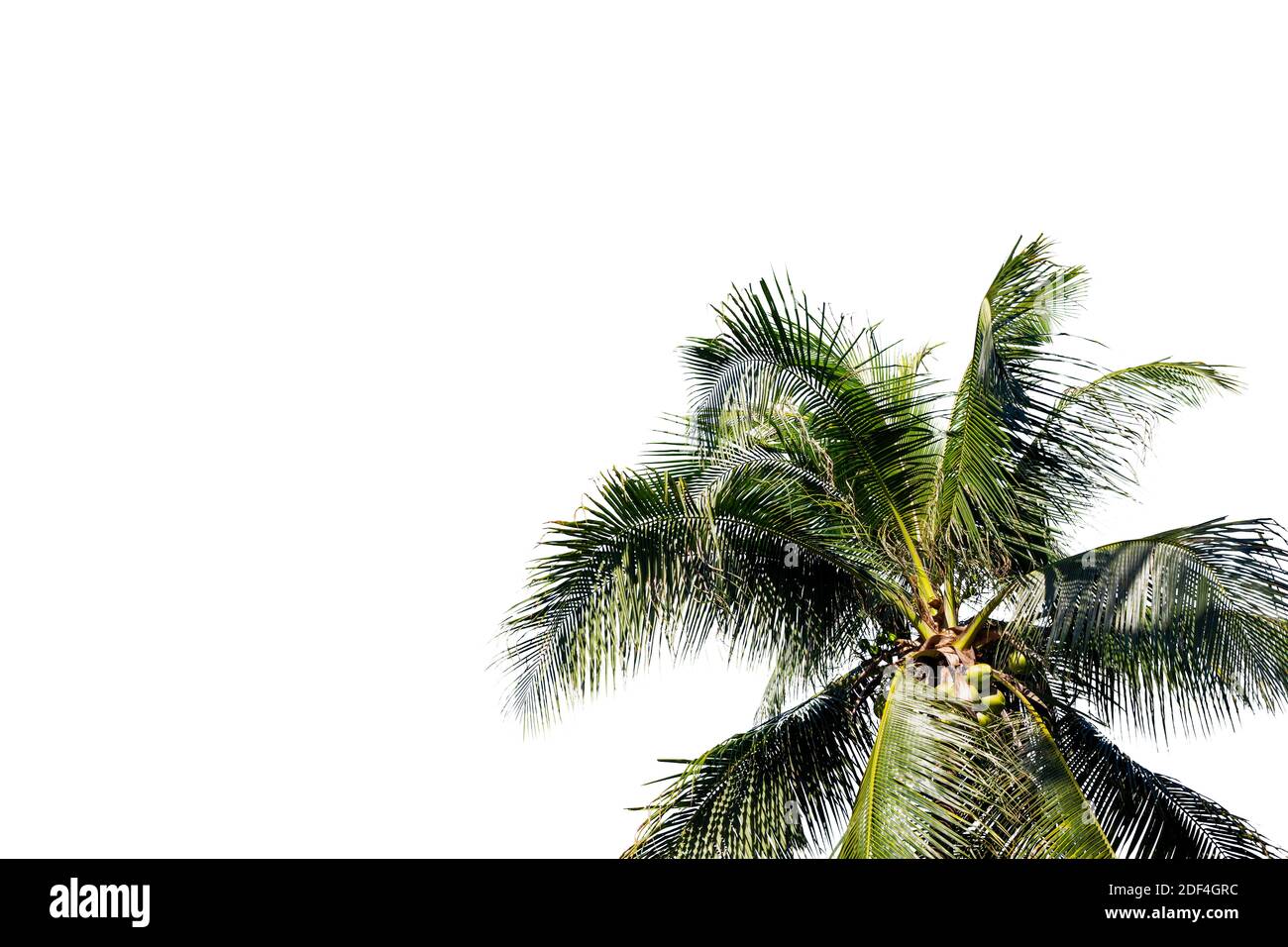 Tropical palm tree with fluffy leaf isolated on white background ...