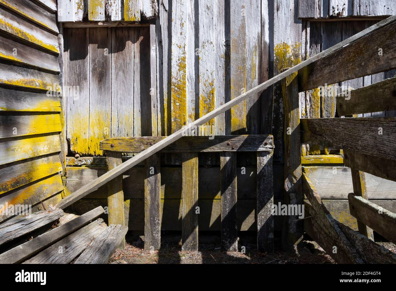 Ongaonga High Resolution Stock Photography and Images - Alamy