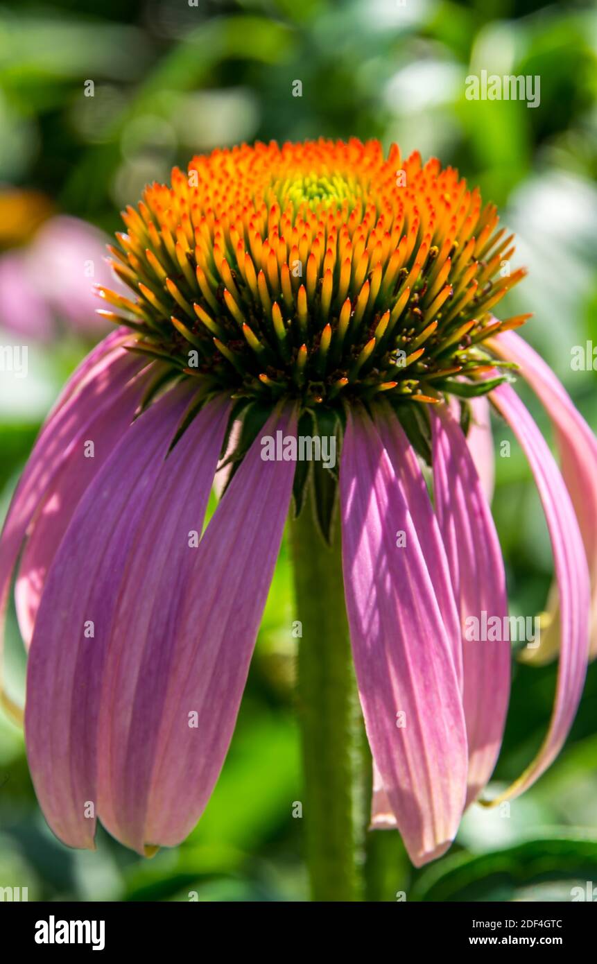 Towering stem hi-res stock photography and images - Alamy