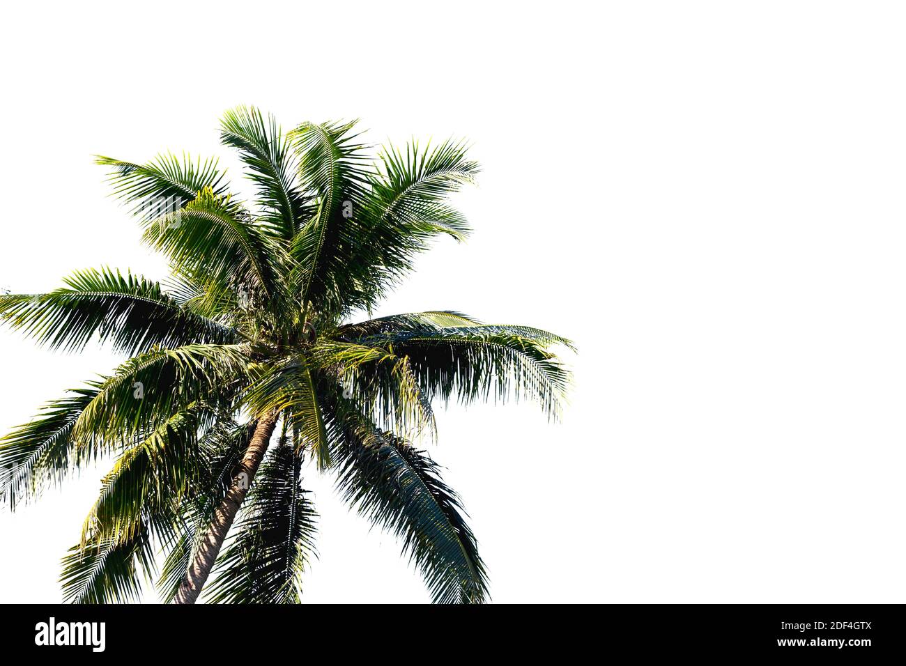 Coconut Palm Clip Art