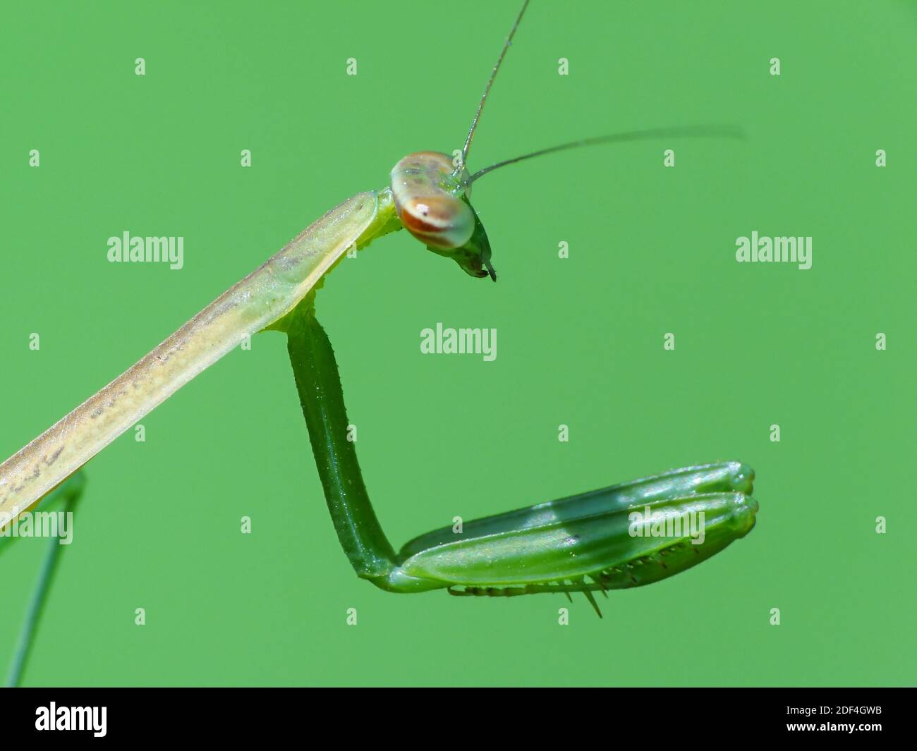 Sun mantis hi-res stock photography and images - Alamy