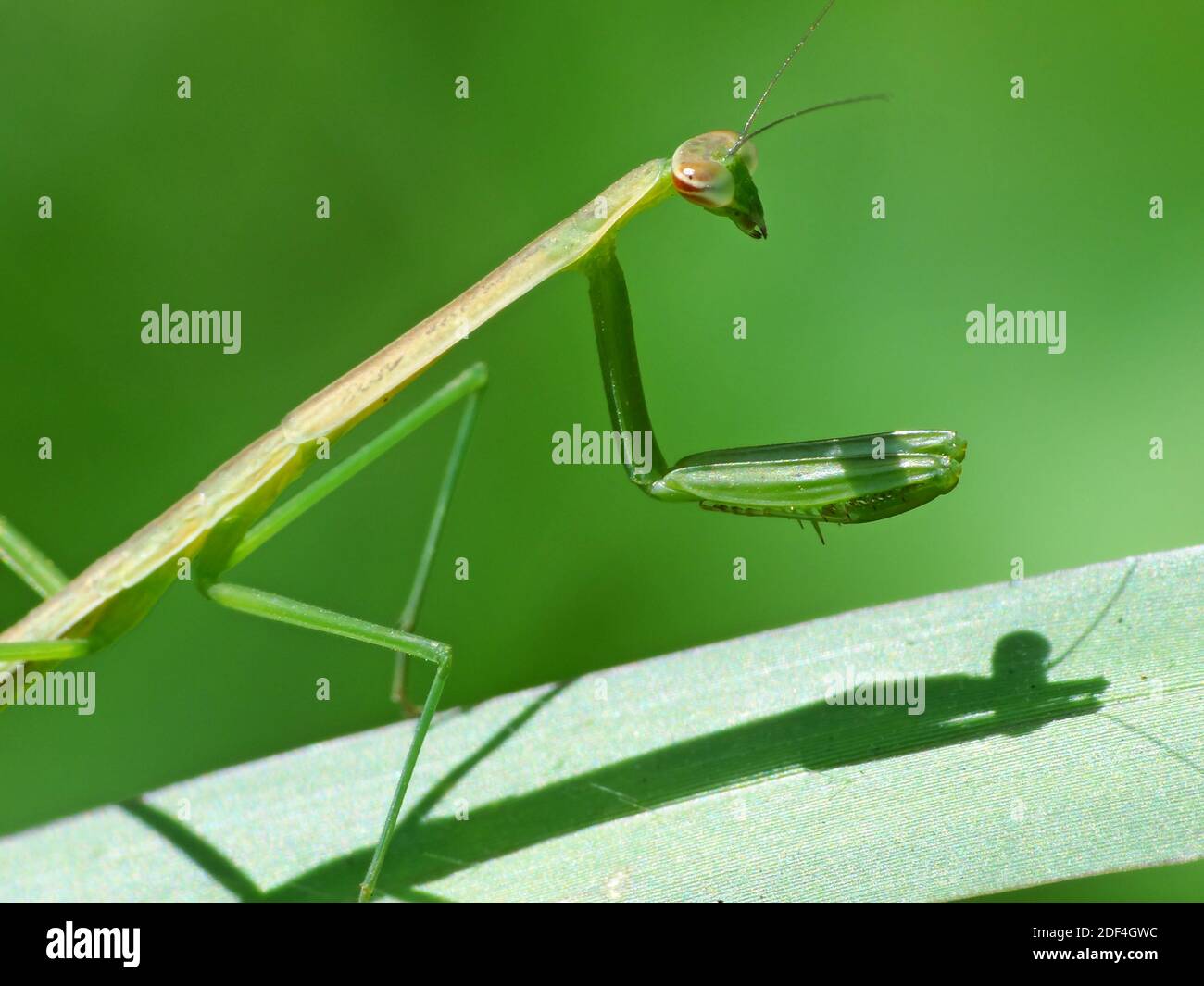 Praying Mantis in the nature Stock Photo - Alamy