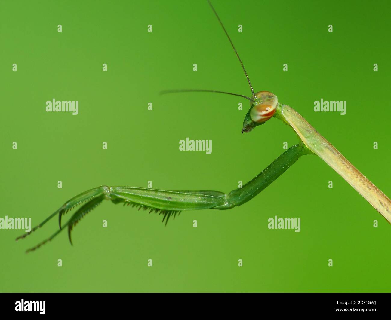 Praying Mantis in the nature Stock Photo - Alamy