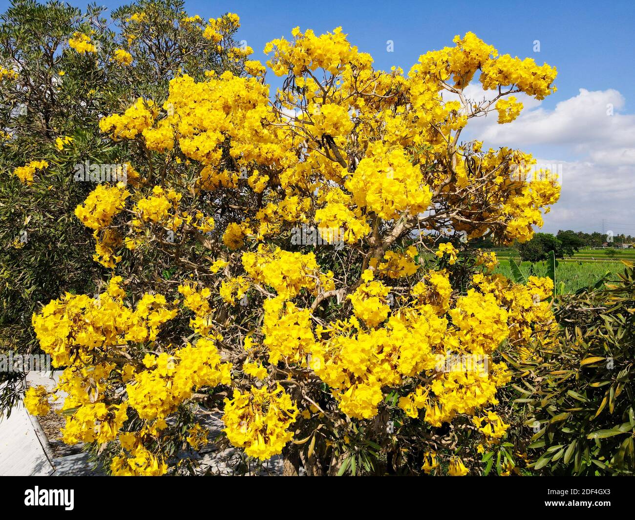 Fresh yellow bush for background Stock Photo - Alamy