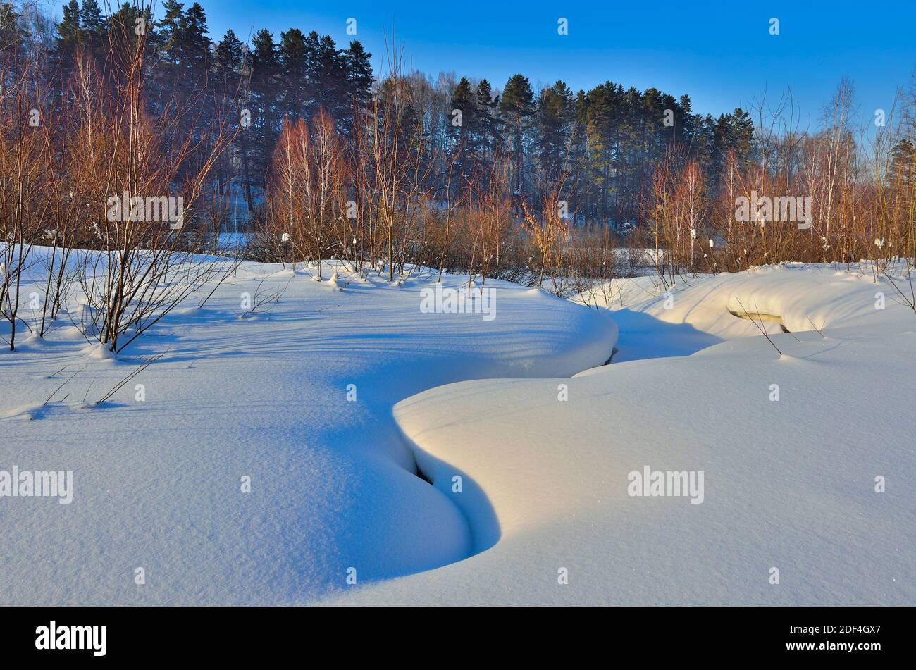 Soft bizarre curves of snow surface near the winter forest. Twisty ...