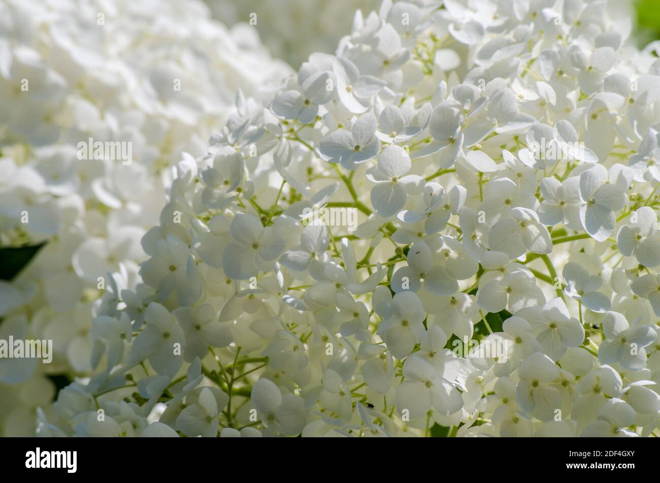 Ma flower hi-res stock photography and images - Alamy