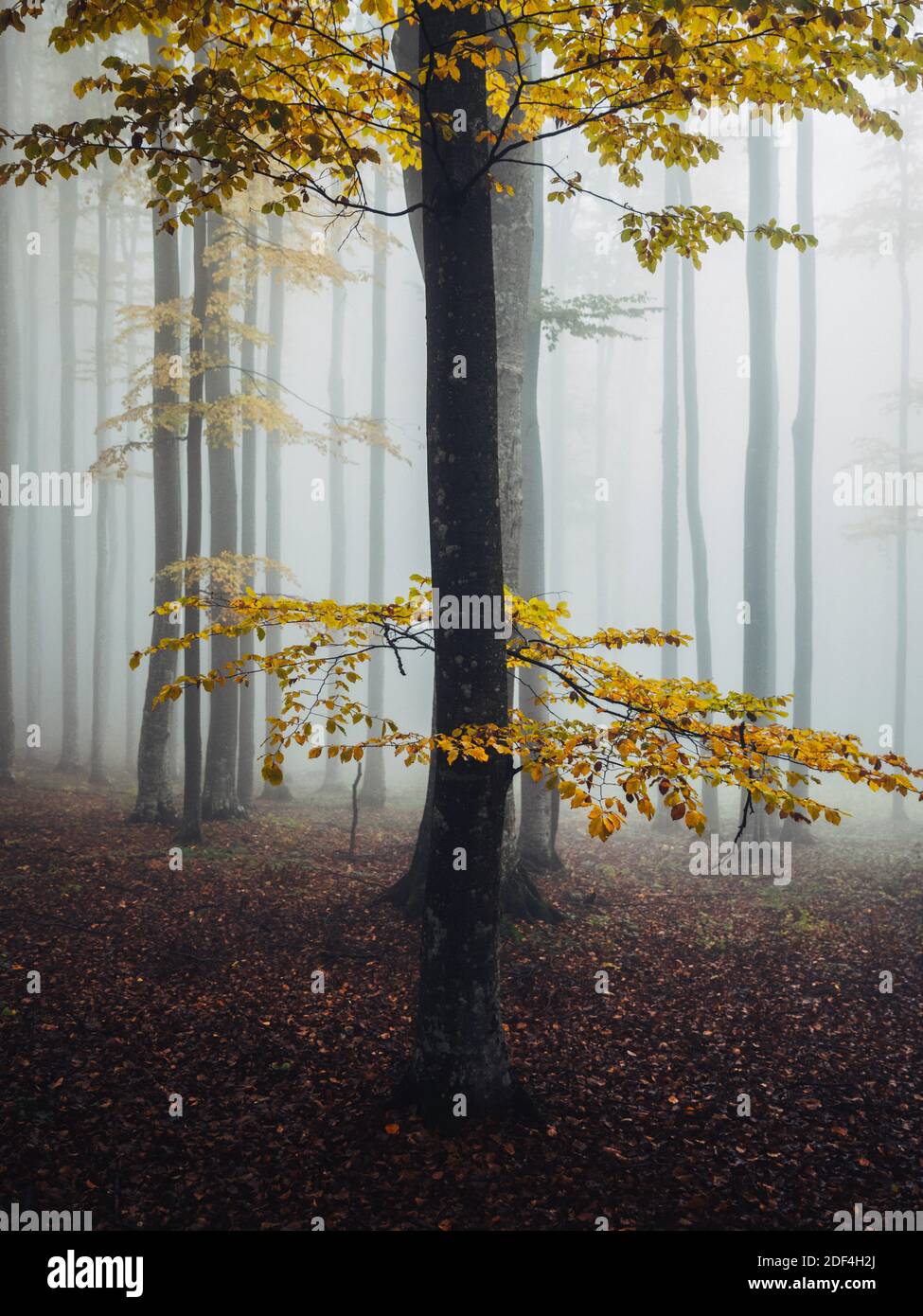 Colorful and foggy autumn forest. Yellow beech tree in the fog Stock ...
