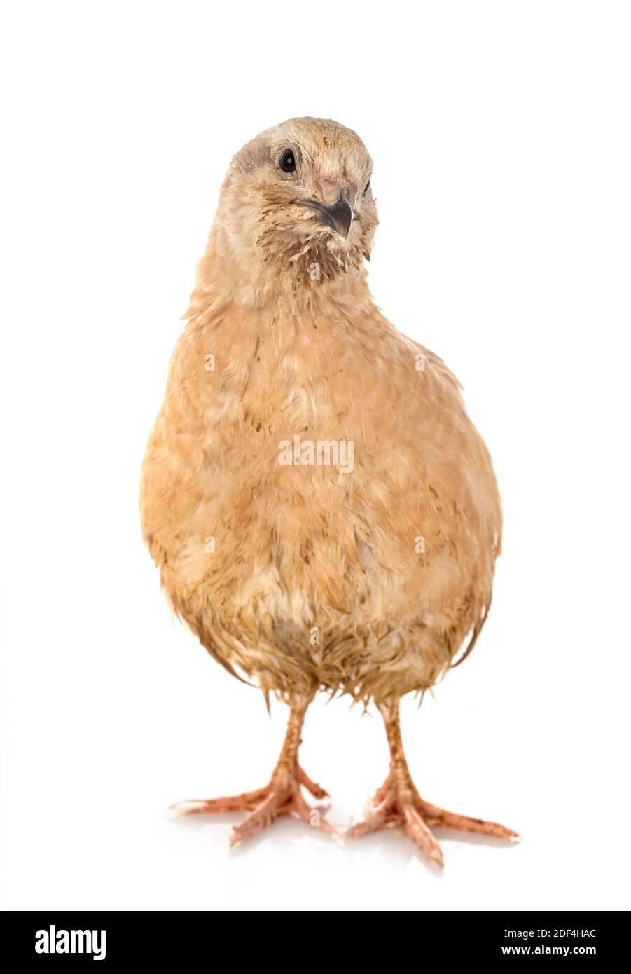japanese quail in front of white background Stock Photo - Alamy