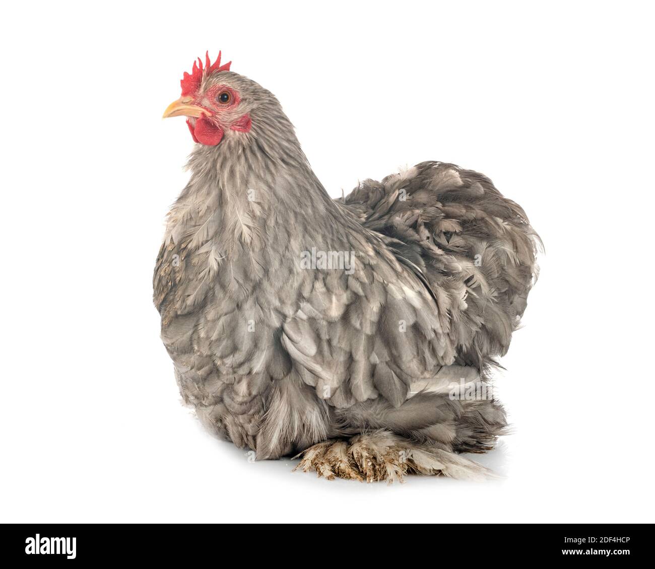 pekin chicken in front of white background Stock Photo - Alamy