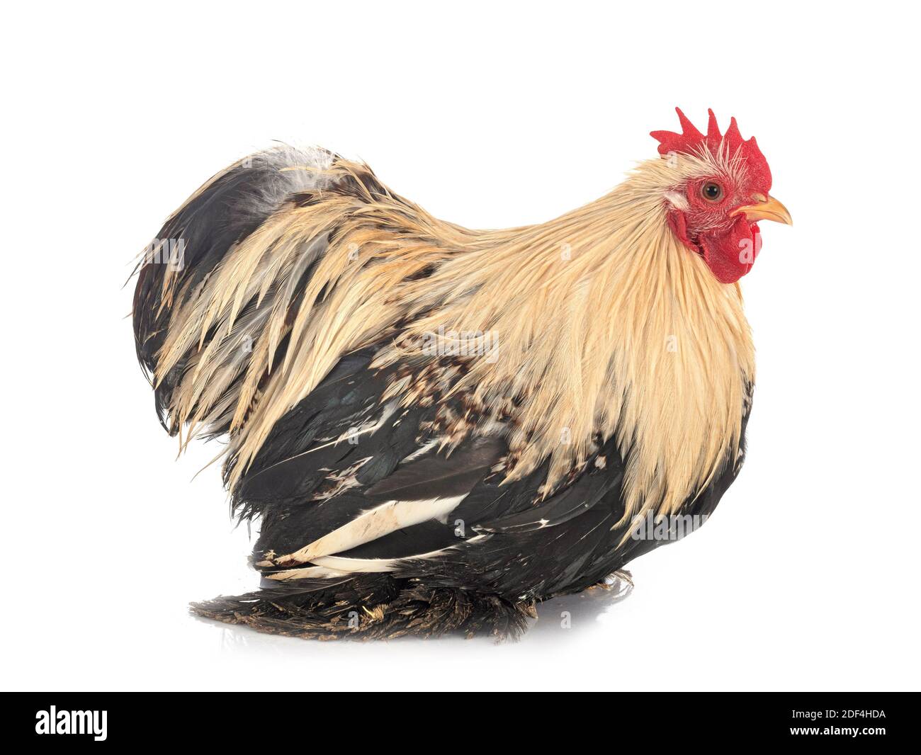 pekin chicken in front of white background Stock Photo - Alamy