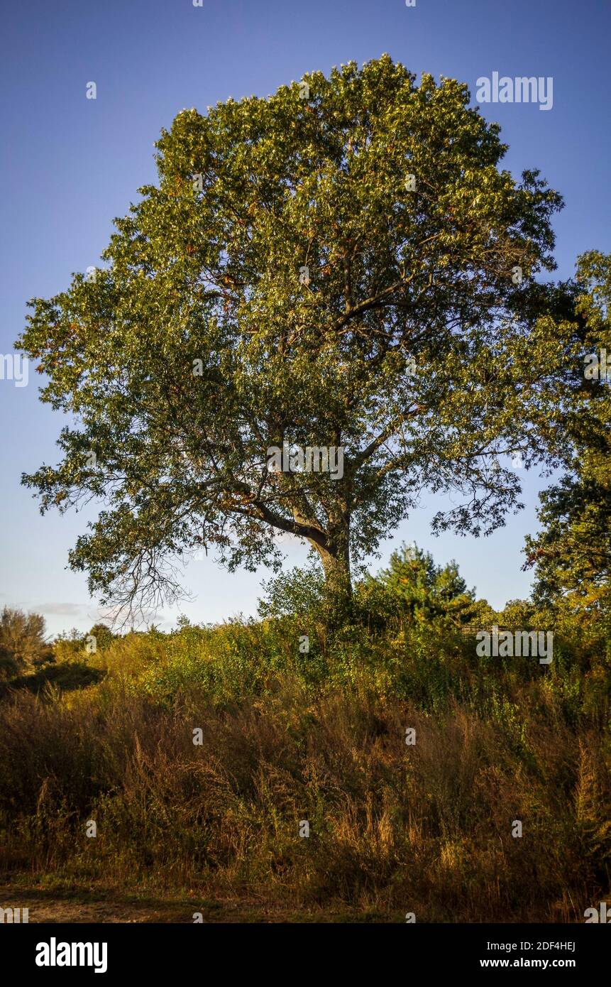 Tree Overlooking Meadow II, Wellesley, MA Stock Photo - Alamy