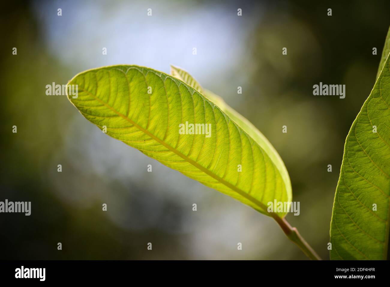 Fresh guava leaves in the garden Stock Photo - Alamy