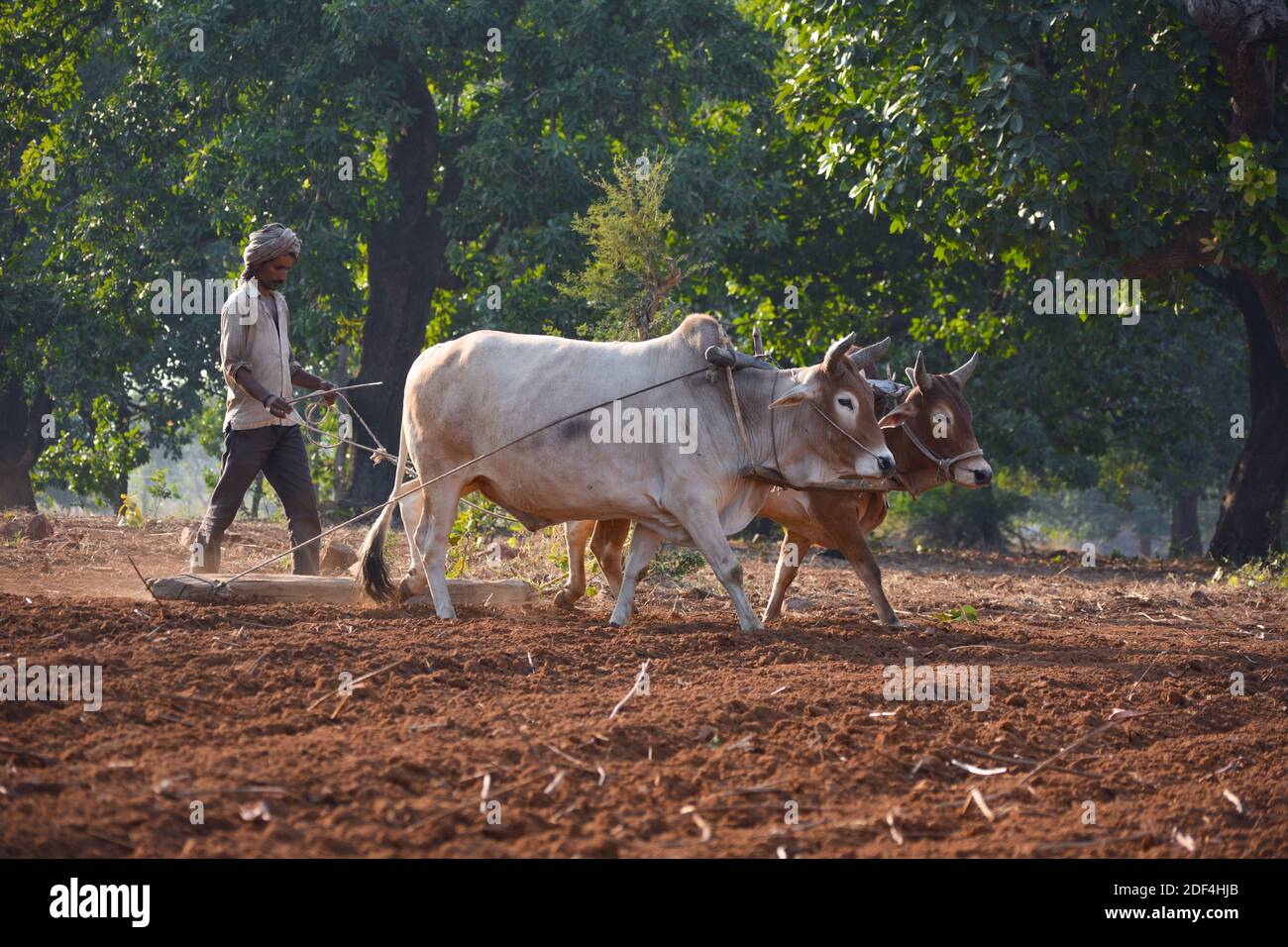 Indian village bull hi-res stock photography and images - Alamy