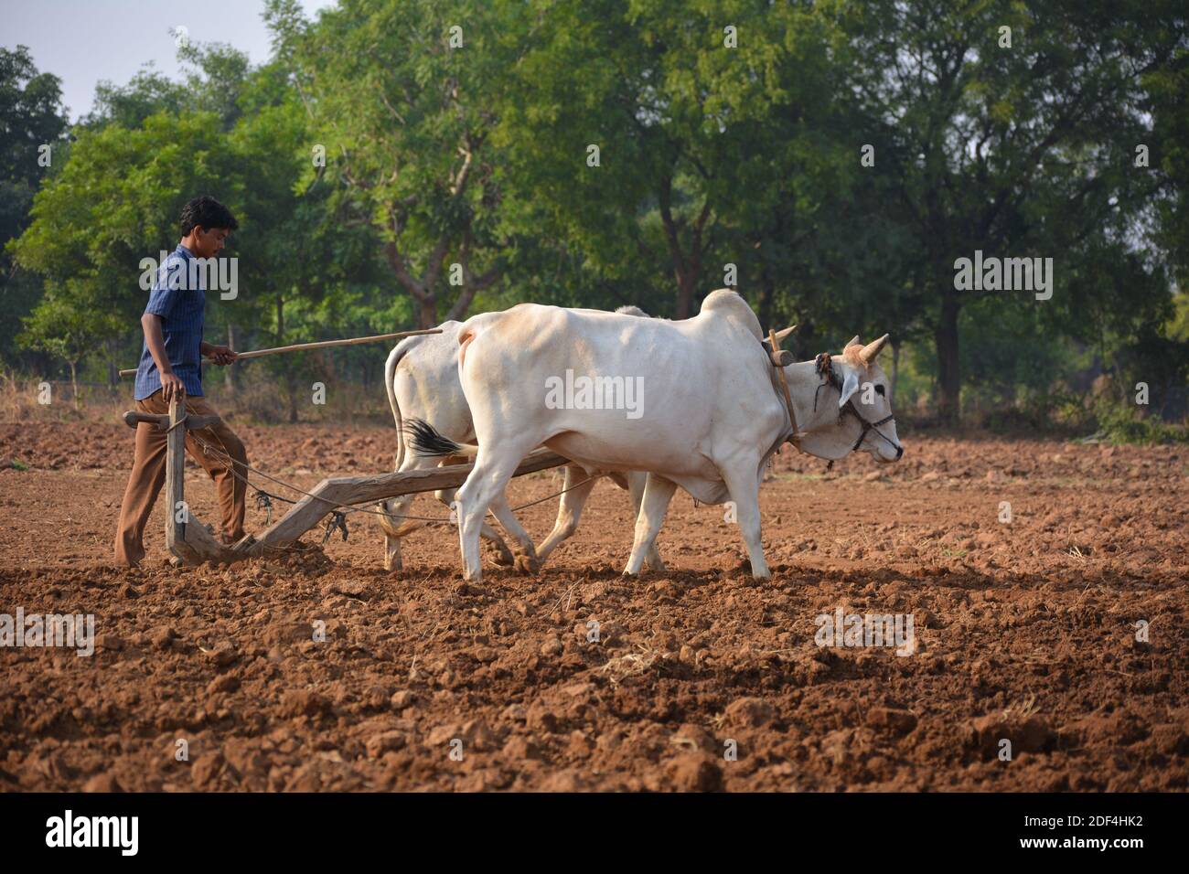 Indian village bull hi-res stock photography and images - Alamy