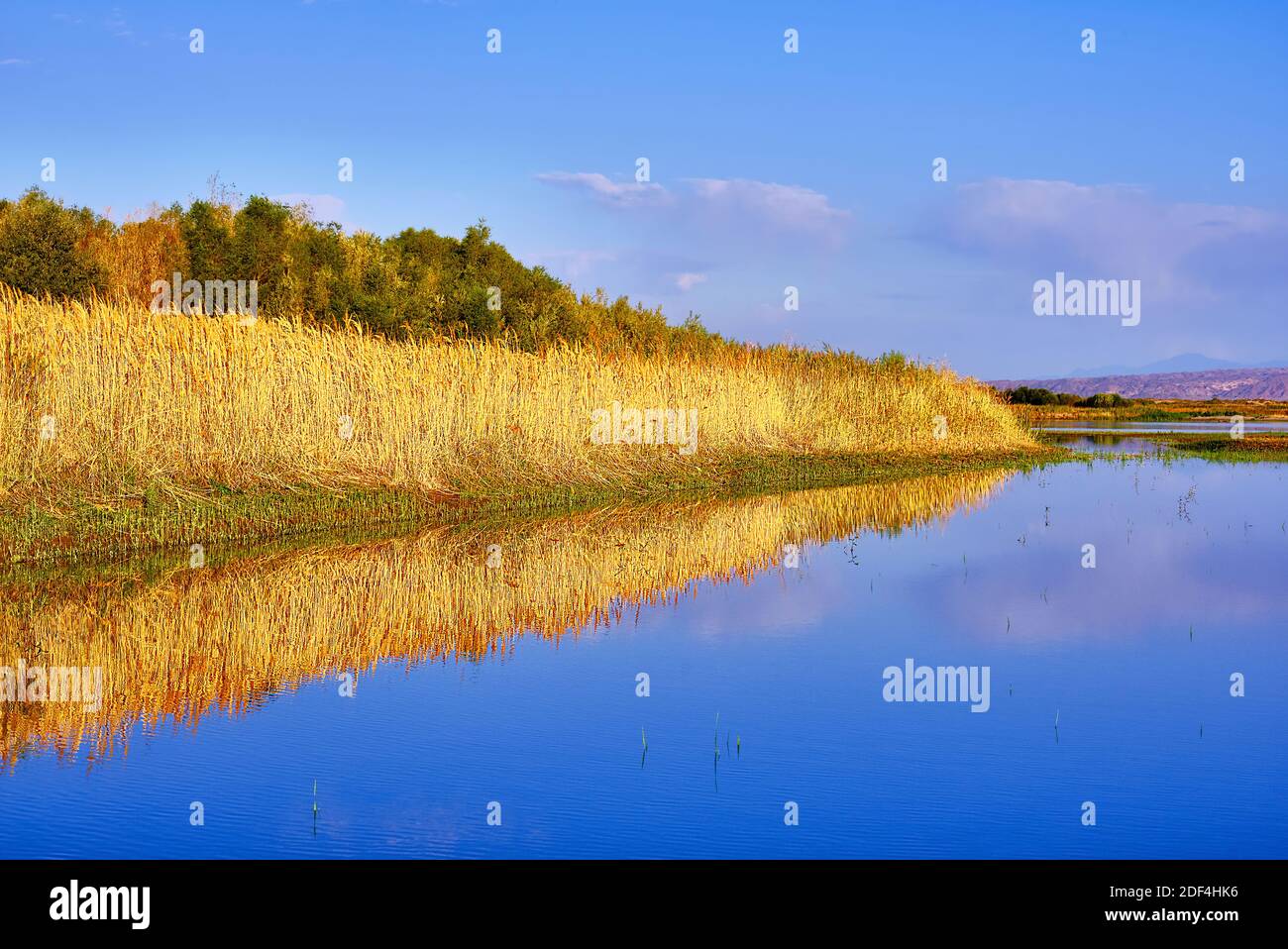 Magic golden reflection of reeds in a quiet backwater near the river ...