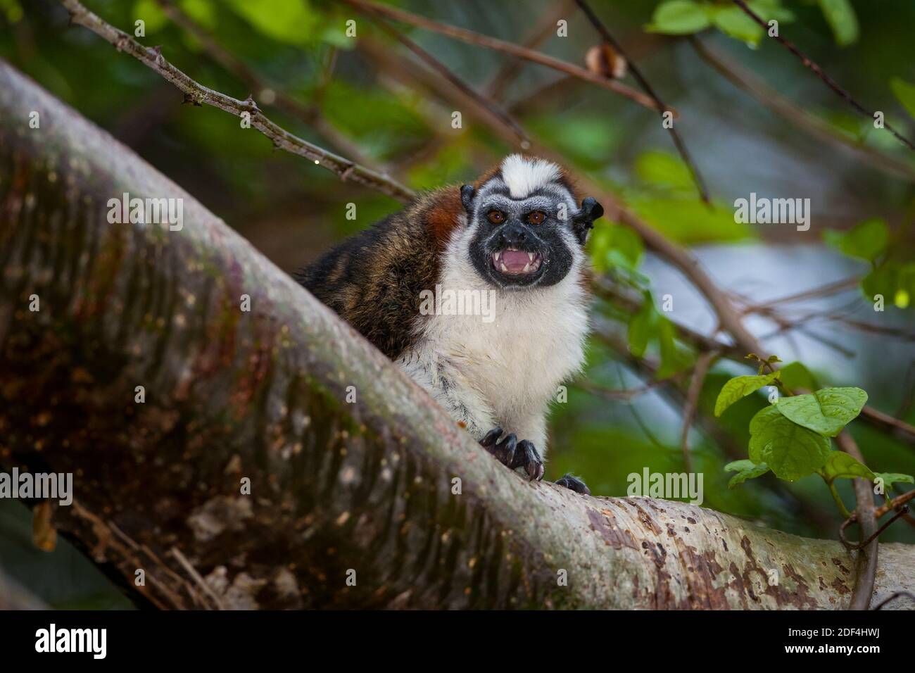 Geoffroy's Tamarin, Saguinus geoffroyi, in the rainforest on an island ...