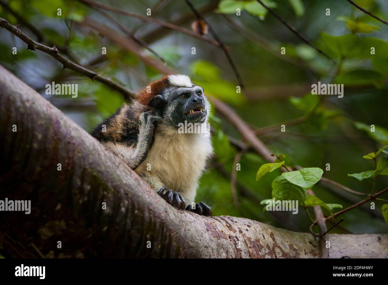 Geoffroy's Tamarin, Saguinus geoffroyi, in the rainforest on an island ...