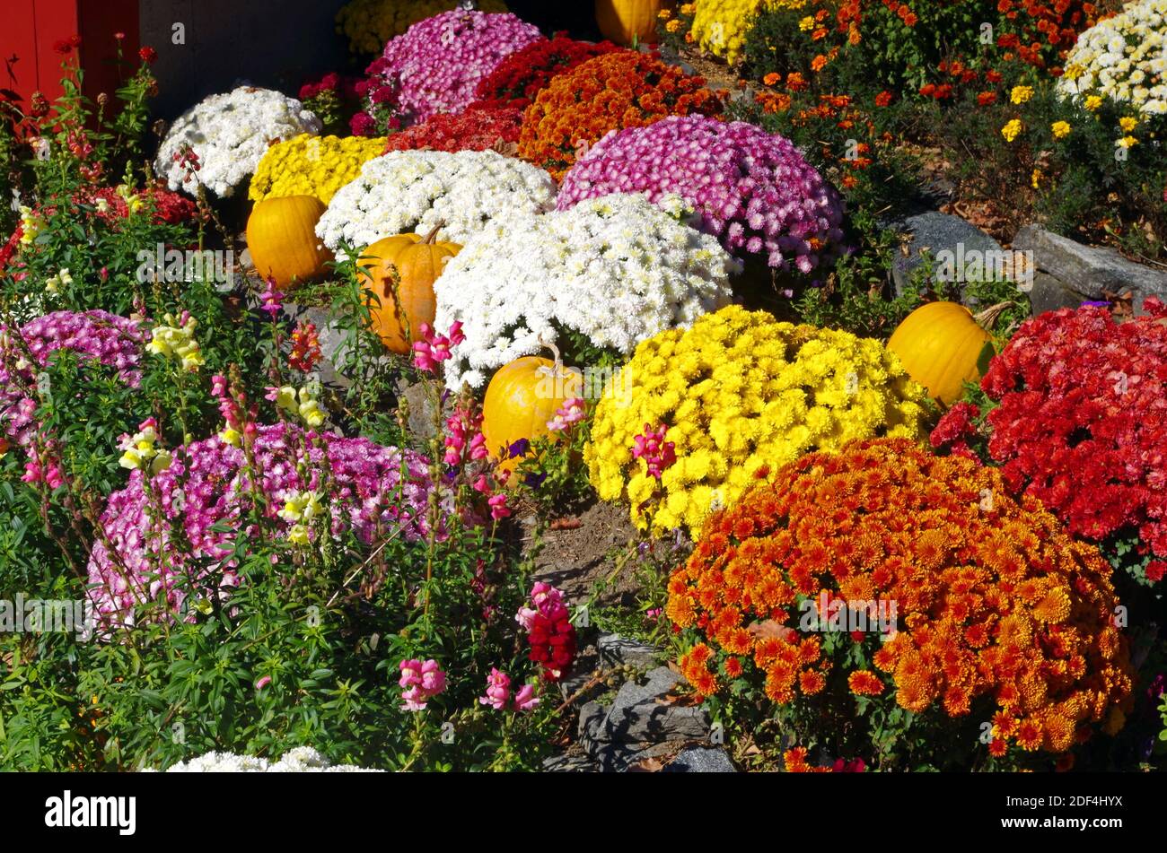 Fall Harvest and Pumpkins Stock Photo - Alamy