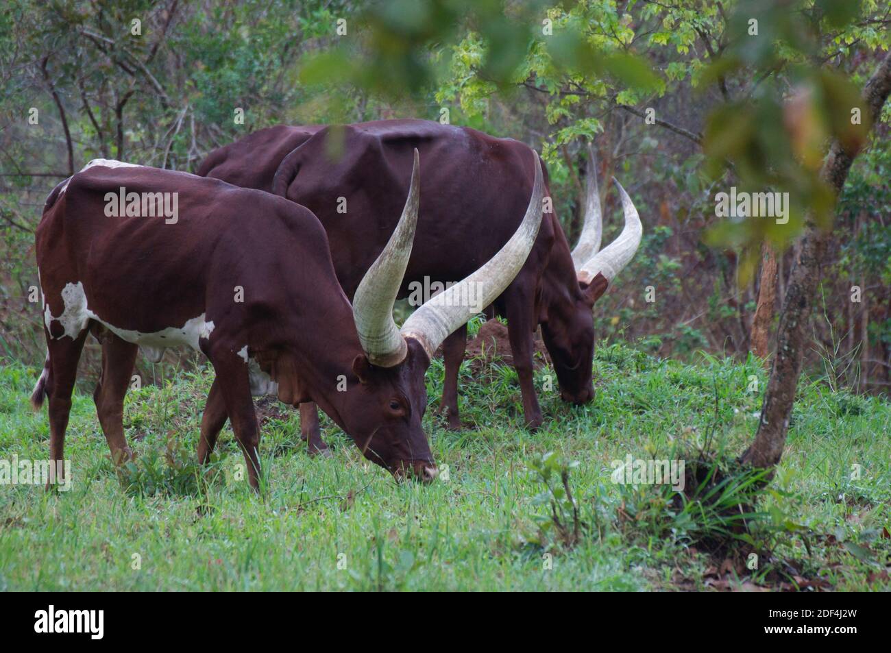 Ankole cow grazing, Uganda Stock Photo - Alamy