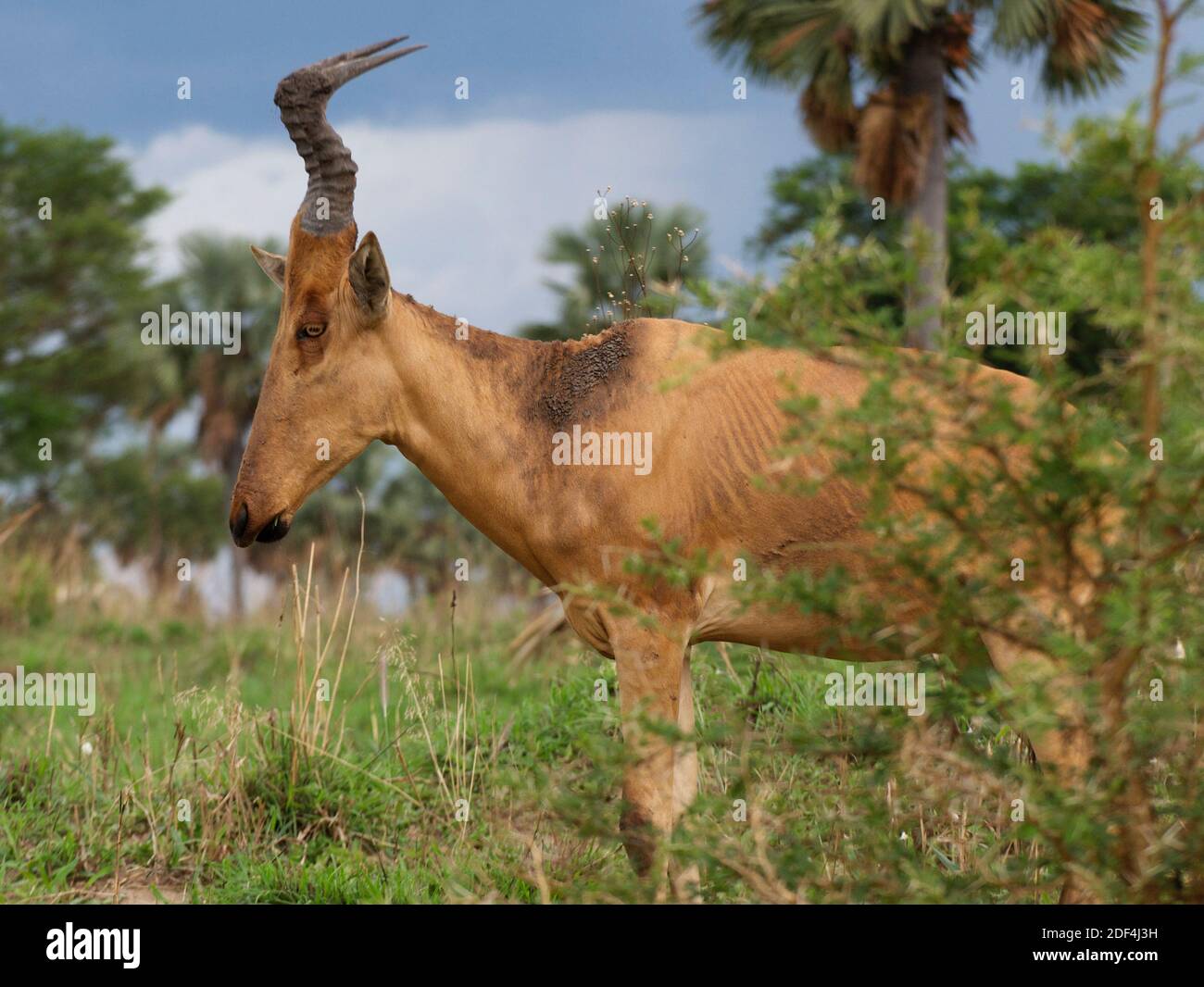 Ugandan kob hi-res stock photography and images - Alamy