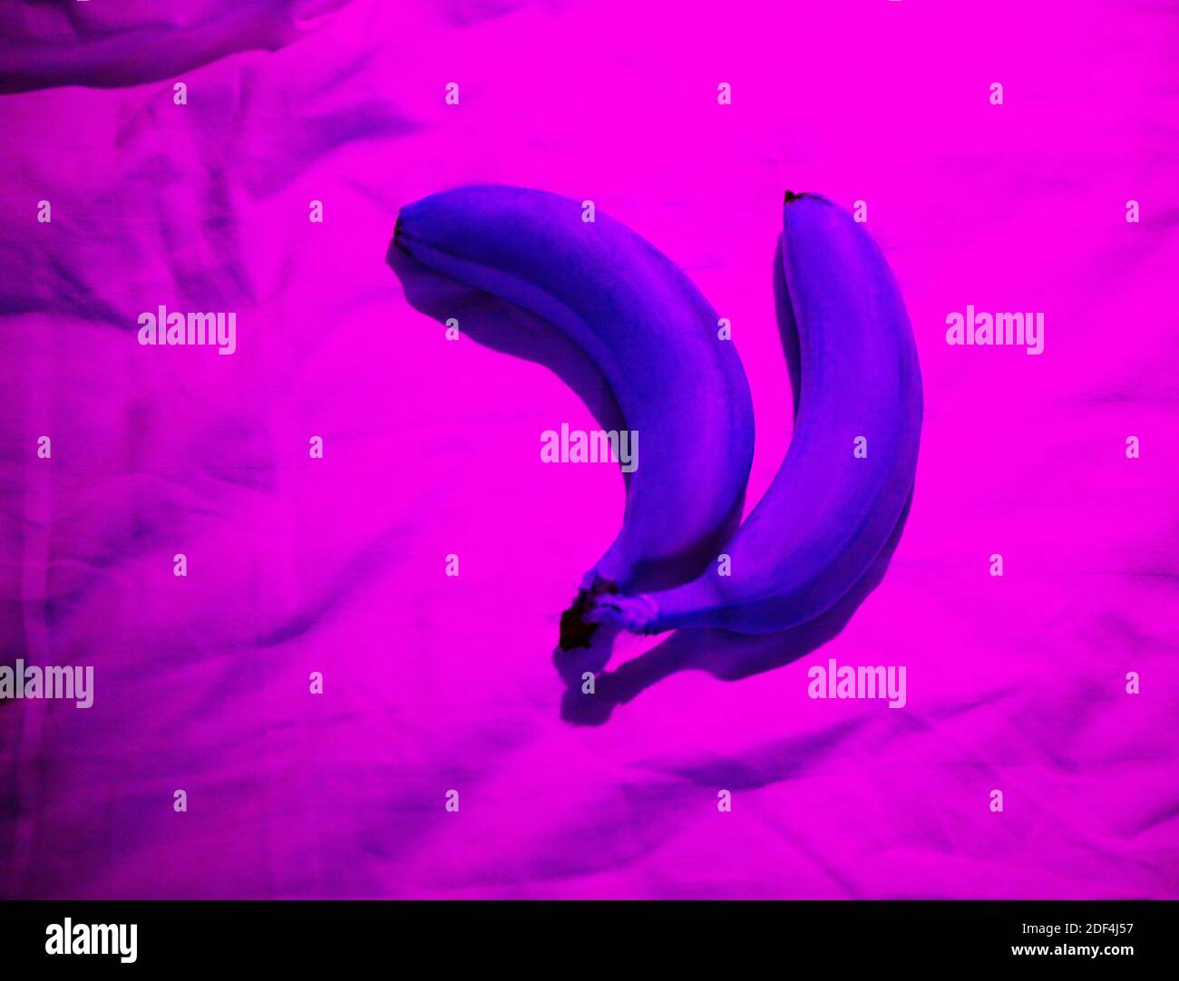 Photo of purple bananas on a pink background Stock Photo - Alamy