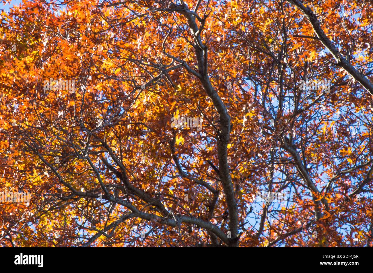 Shimmering tree hi-res stock photography and images - Alamy
