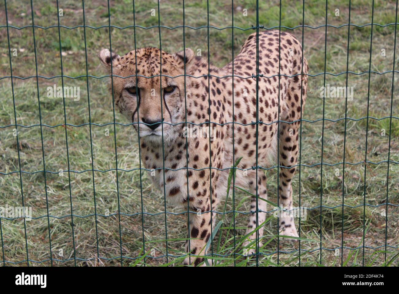 Parc des félins, Lumigny Seine et Marne Stock Photo - Alamy