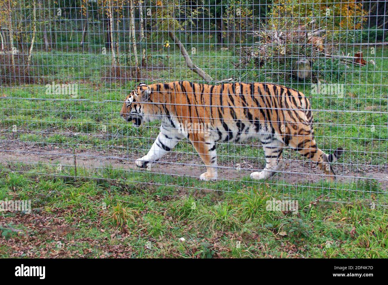 Parc des félins, Lumigny Seine et Marne Stock Photo - Alamy