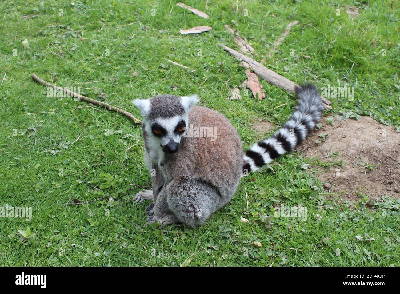 Parc des félins, Lumigny Seine et Marne Stock Photo - Alamy