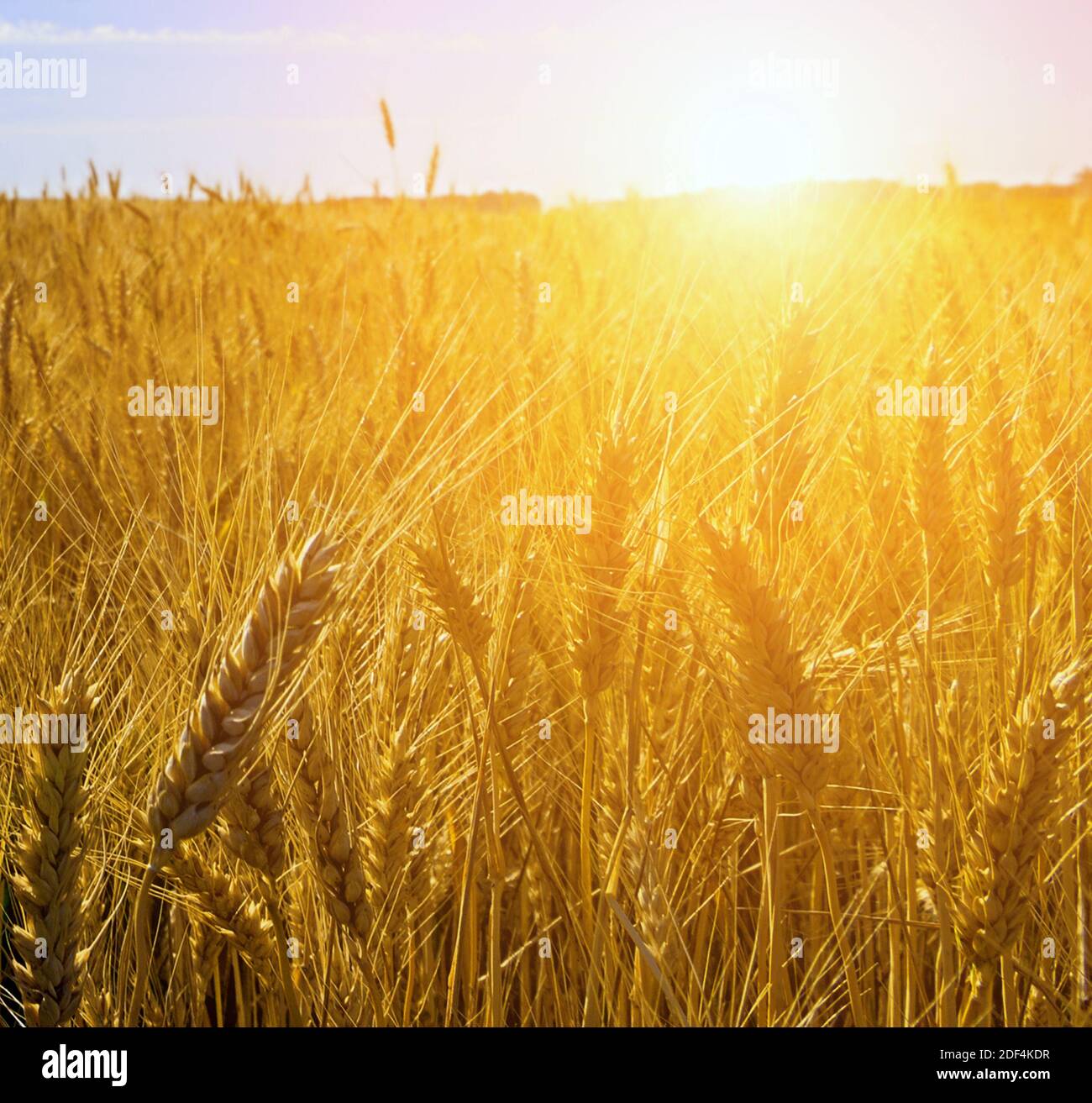Golden Wheat Field Harvest
