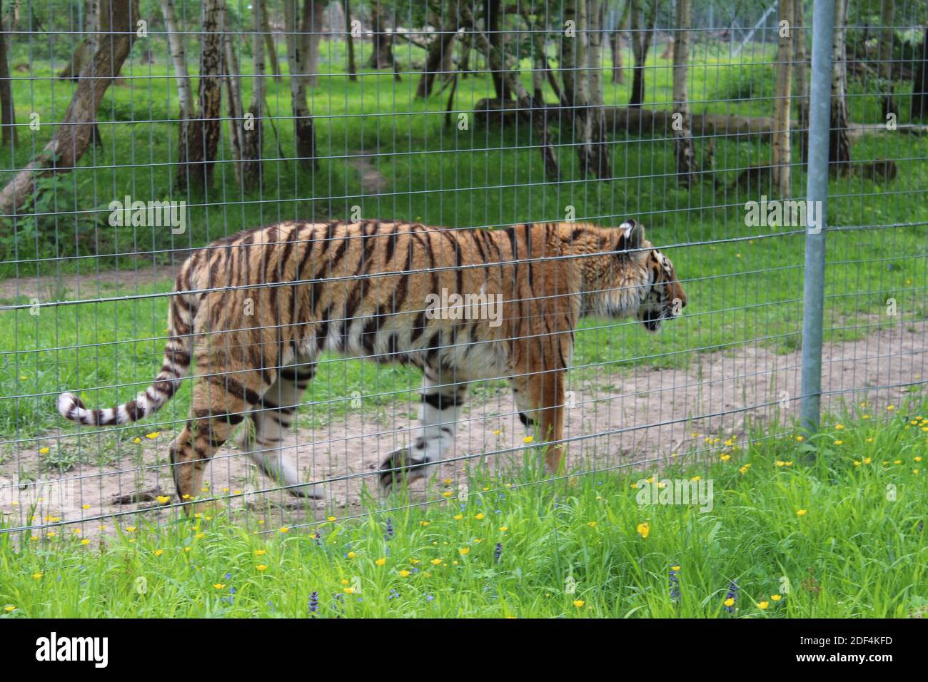 Parc des felins hi-res stock photography and images - Alamy