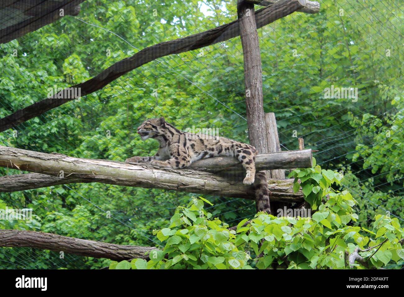 Parc des félins, Lumigny Seine et Marne Stock Photo - Alamy