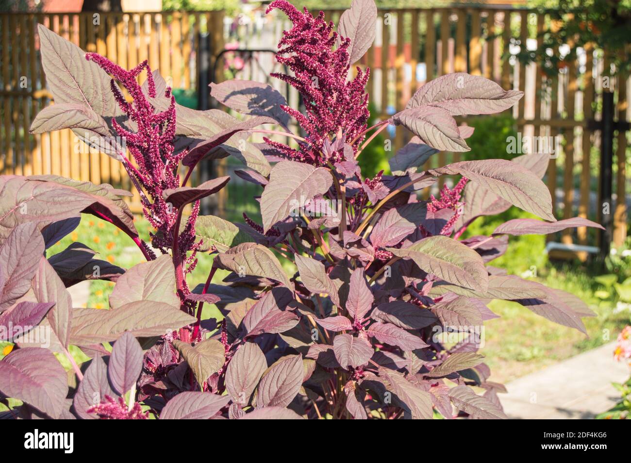 Amaranthus Cruentus