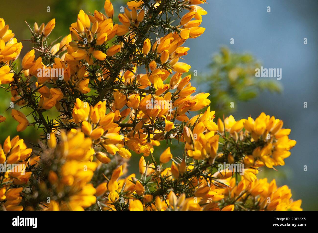 Gorse blooms hi-res stock photography and images - Alamy
