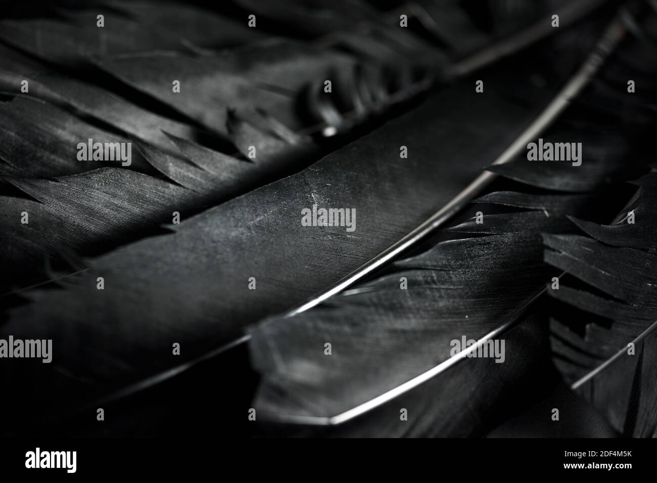 Raven Feathers Wallpaper