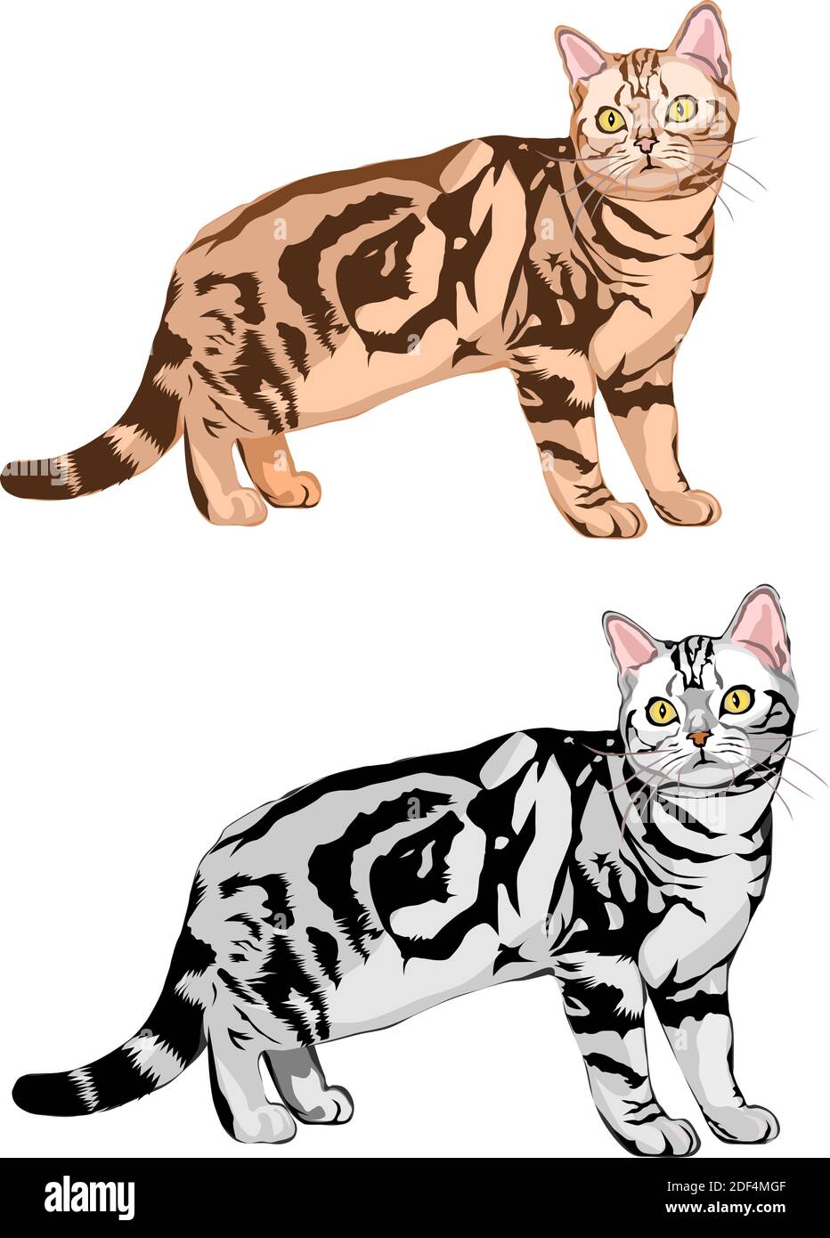 Vector drawing of American Shorthair cat Stock Vector Image & Art - Alamy